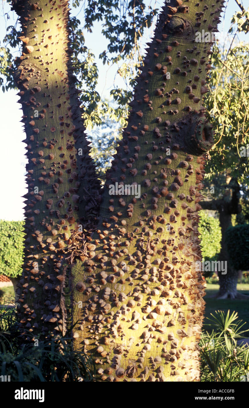 Silk Floss Tree Stock Photo - Alamy