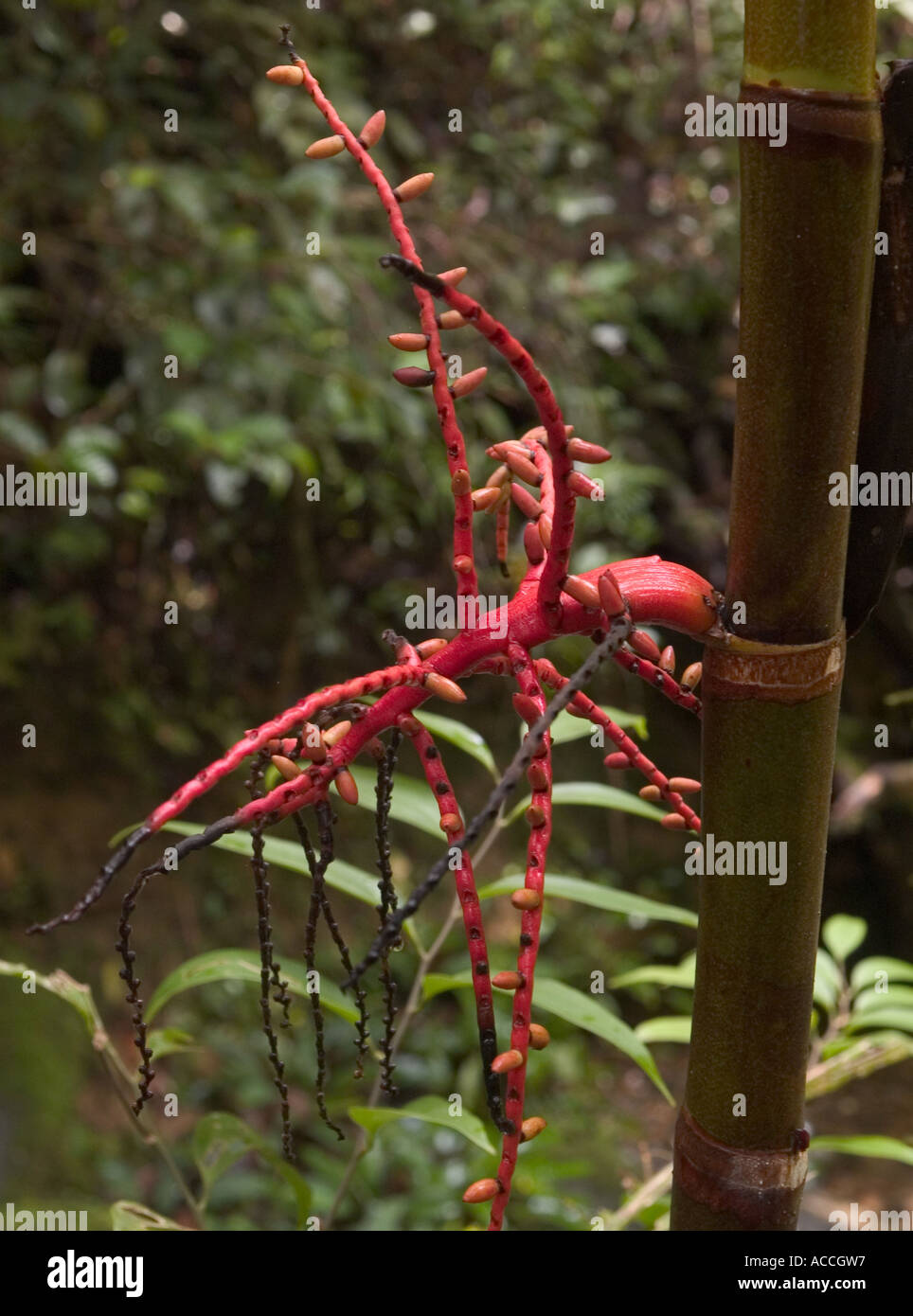 FLOWER IN MOUNT KINABALU NATIONAL PARK, SABAH, MALYSIA Stock Photo - Alamy