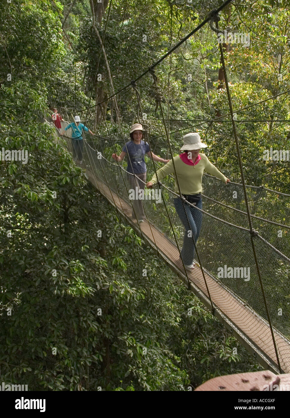 Poring canopy walk hi-res stock photography and images - Alamy