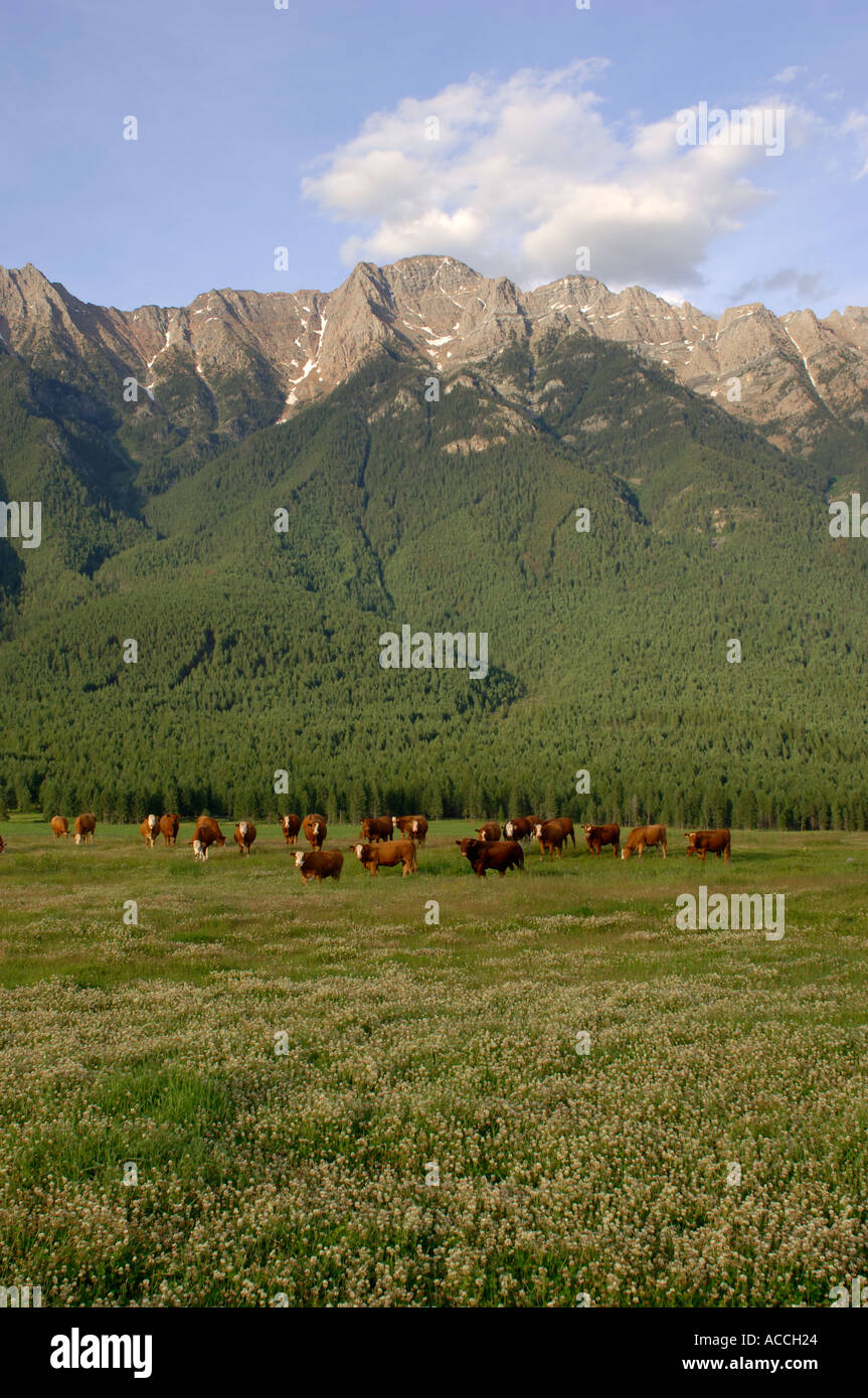 Ranching in the foothills of the Rocky Mountains near Bull River ...