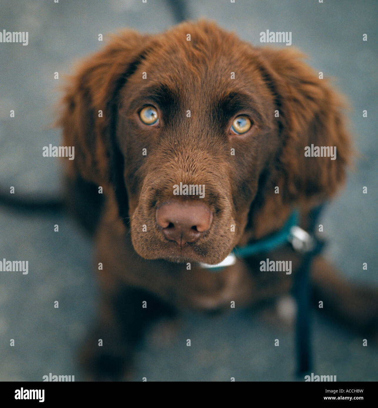 A brown dog Stock Photo - Alamy