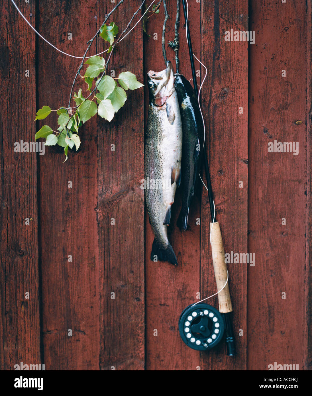 Caught fish hanging on a wall Stock Photo - Alamy