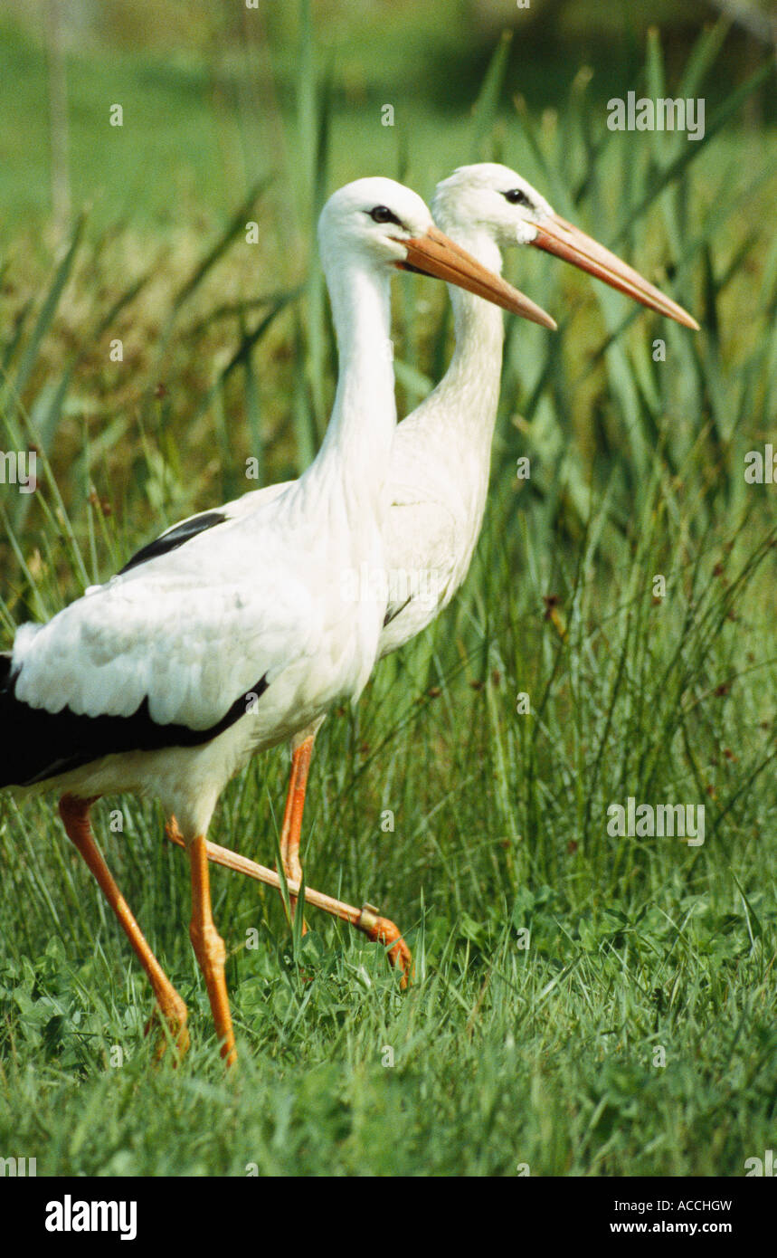 Two storks walking in grass Stock Photo - Alamy