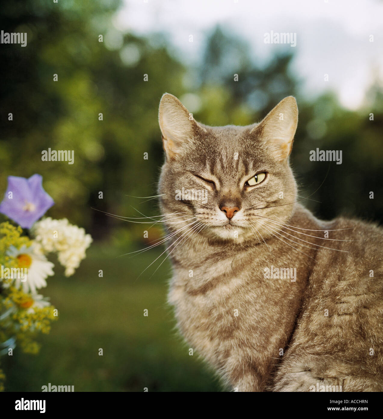 A cat blinking with an eye Stock Photo - Alamy