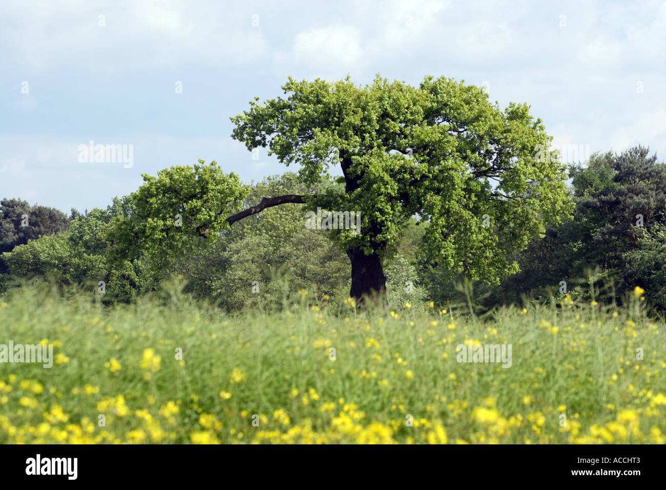 Royal oak tree hi-res stock photography and images - Alamy
