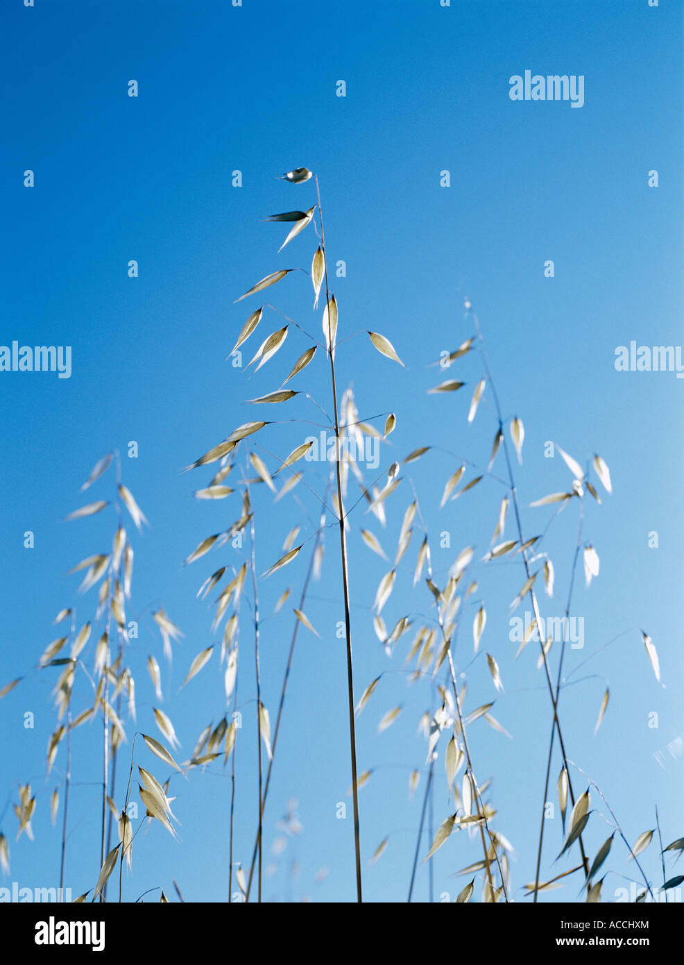 Blue oats hi-res stock photography and images - Alamy