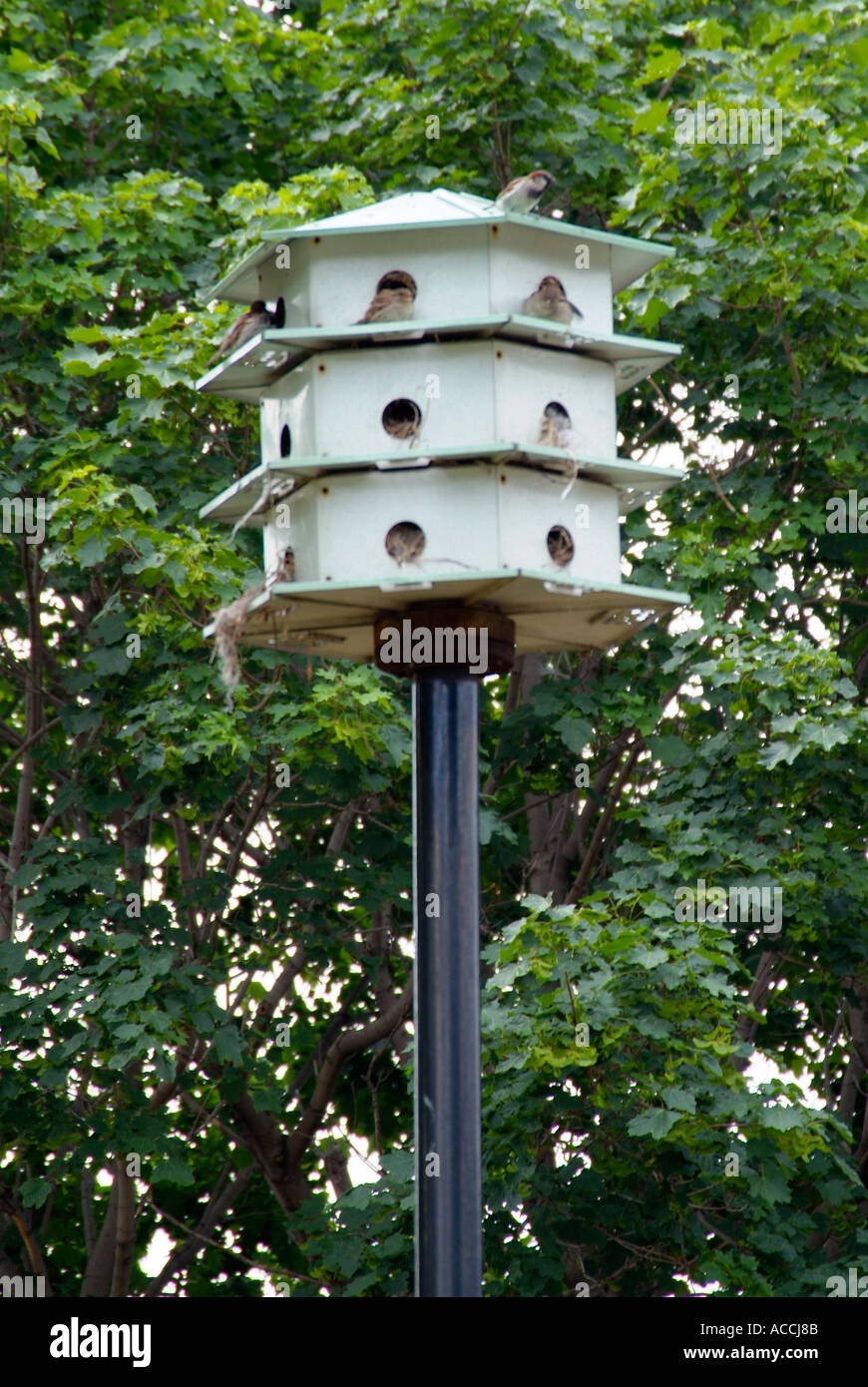 Tending their feathers hi-res stock photography and images - Alamy