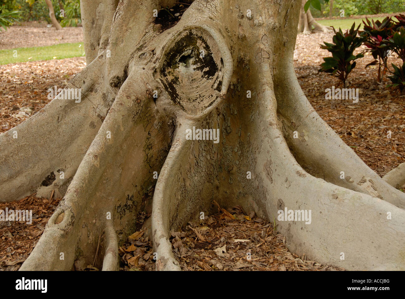 Sycamore tree roots hi-res stock photography and images - Alamy