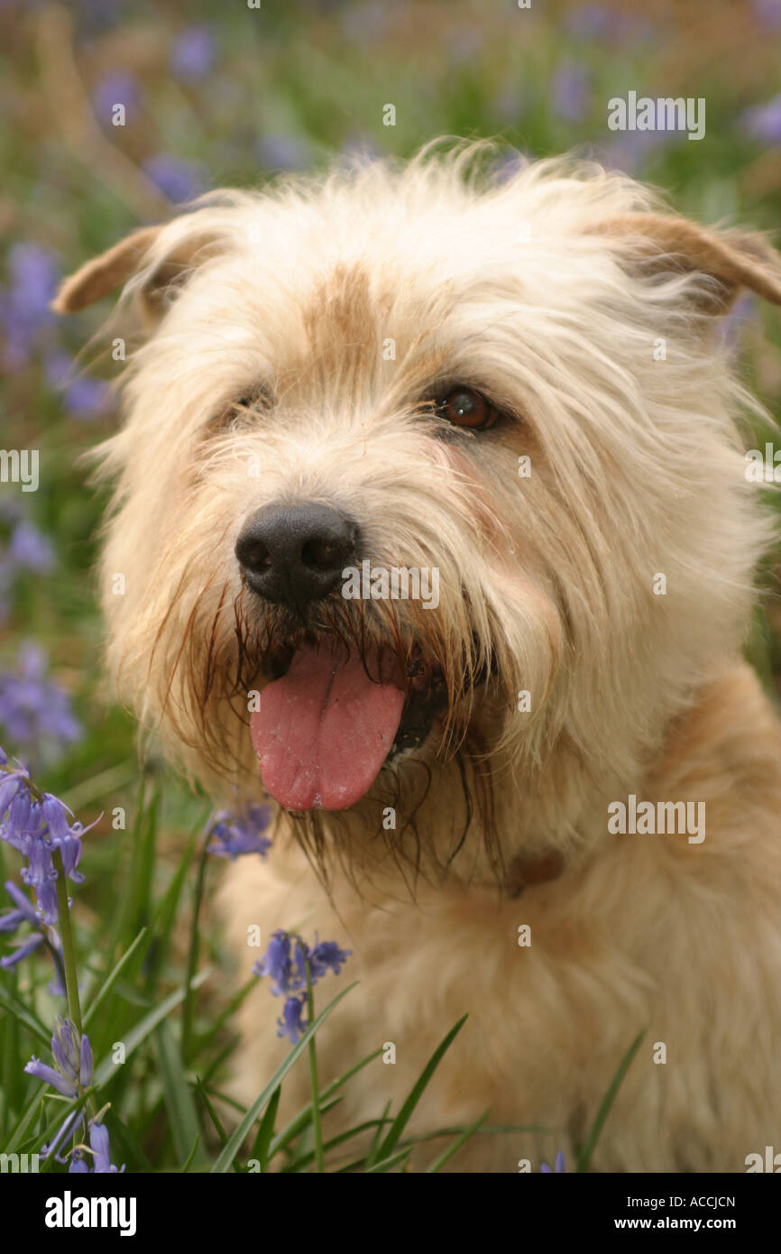 Wheaten terrier hi-res stock photography and images - Alamy