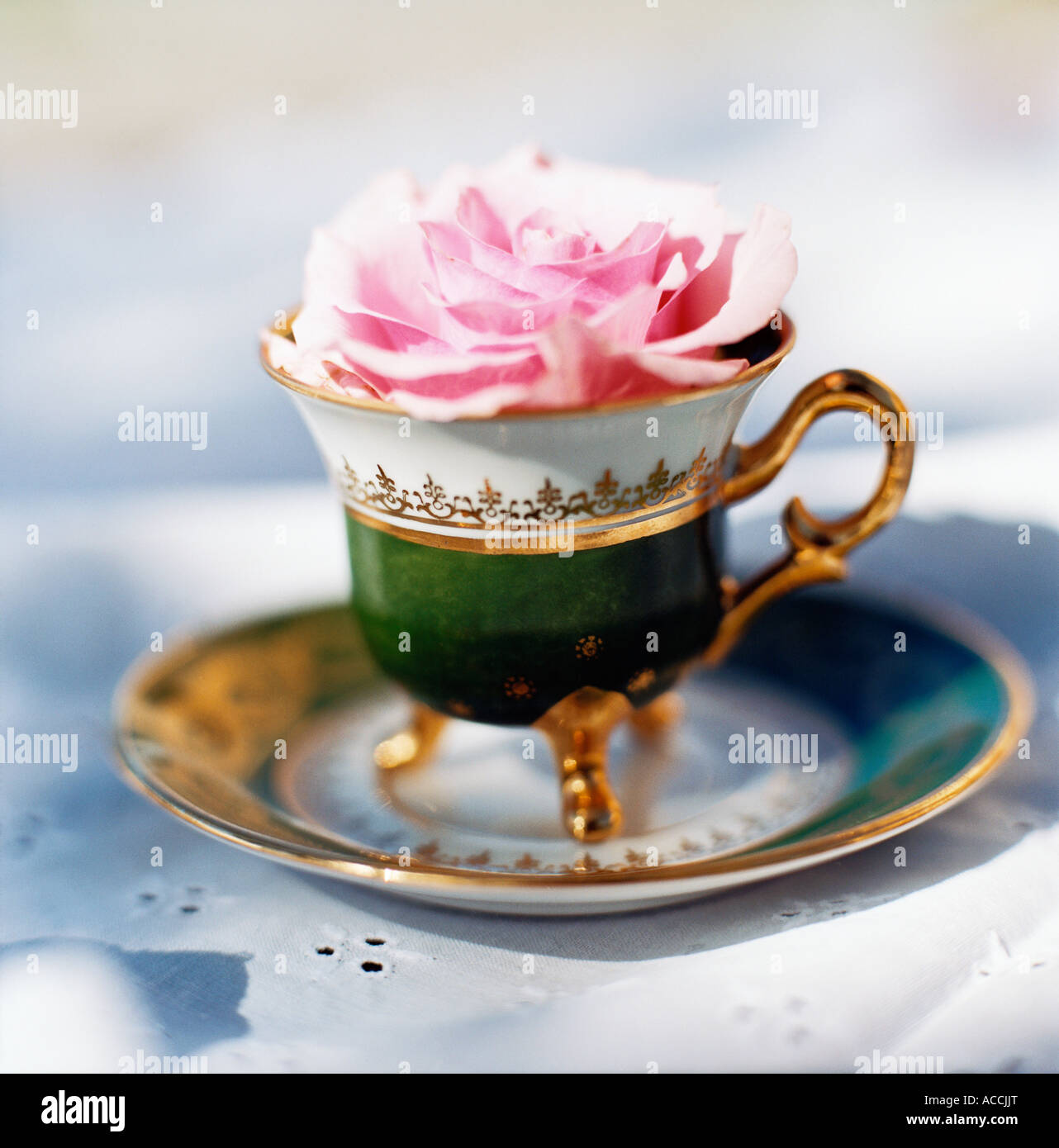 A rose in a cup close-up Stock Photo - Alamy