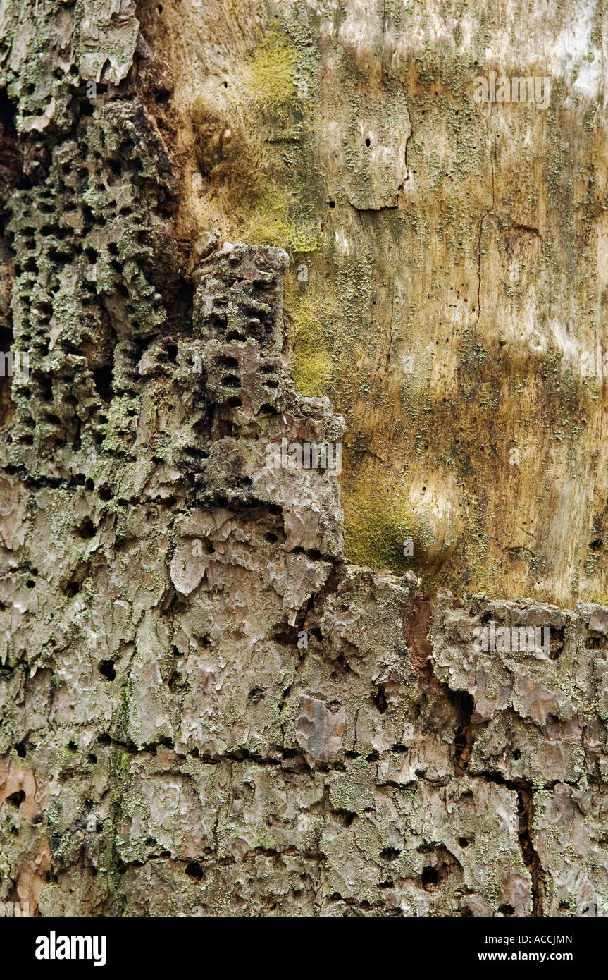 Dead Tree Trunk with Holes made by Woodpecker Daniel Boone National ...