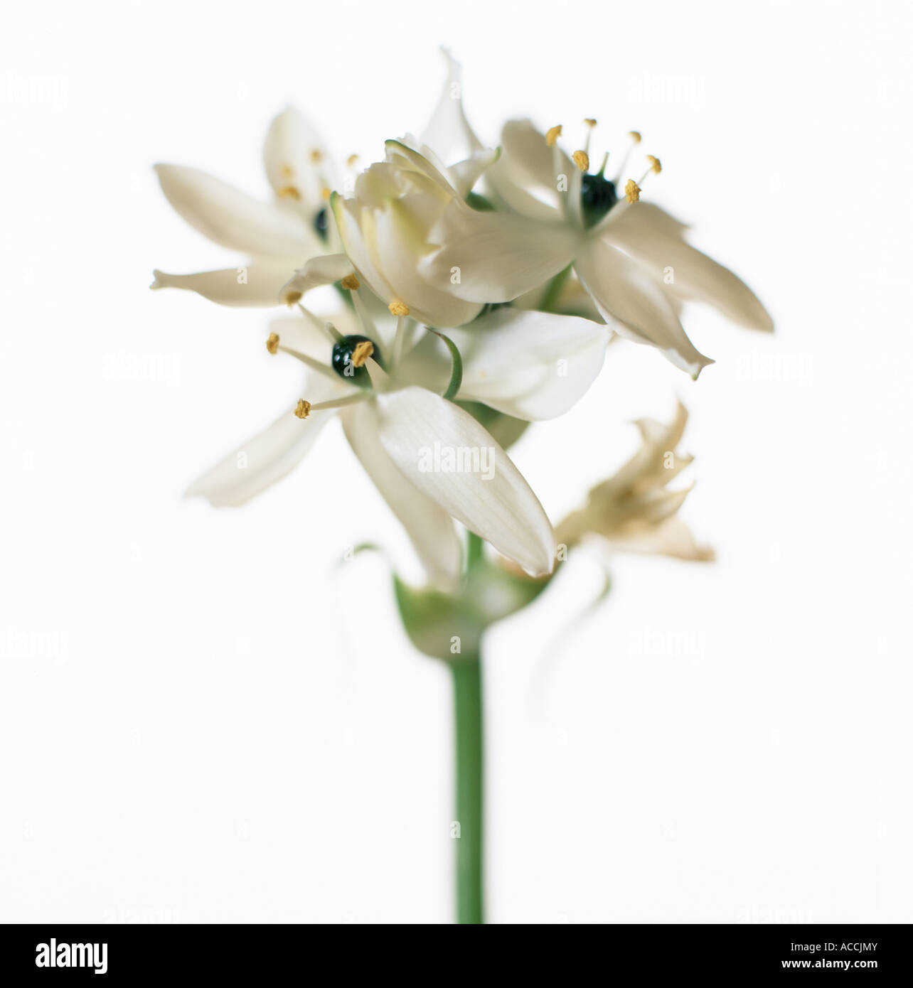 Chincherinchee hi-res stock photography and images - Alamy