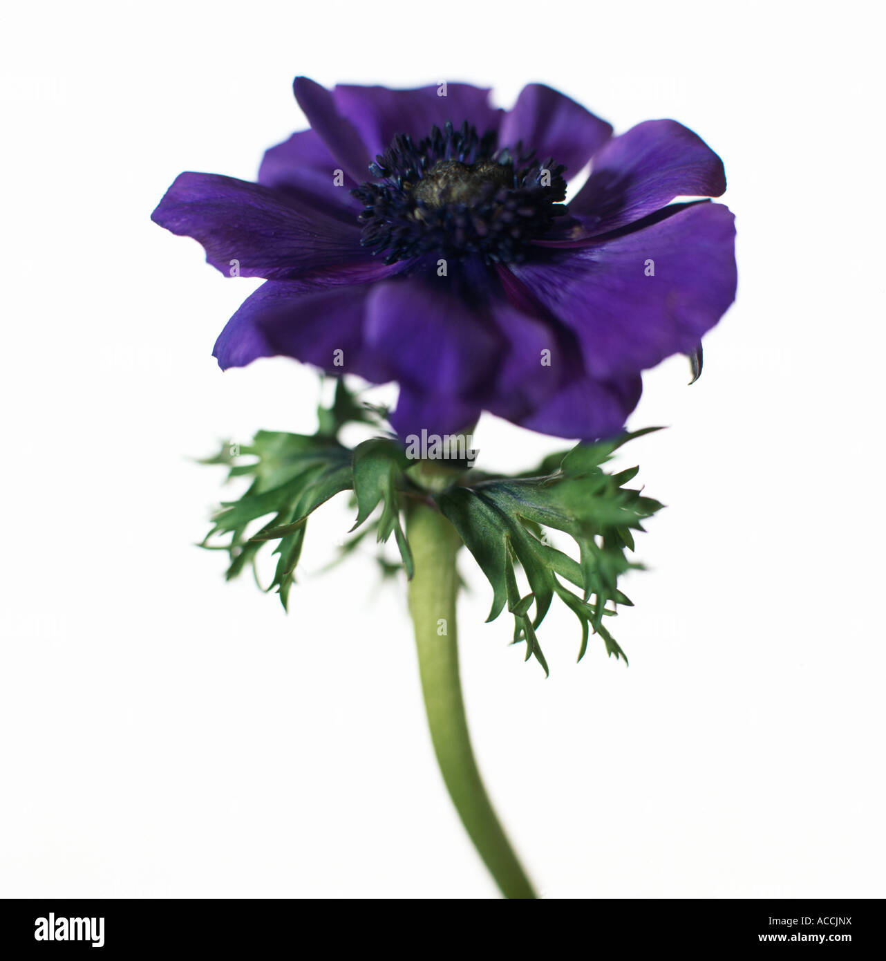 A purple anemone close-up Stock Photo - Alamy