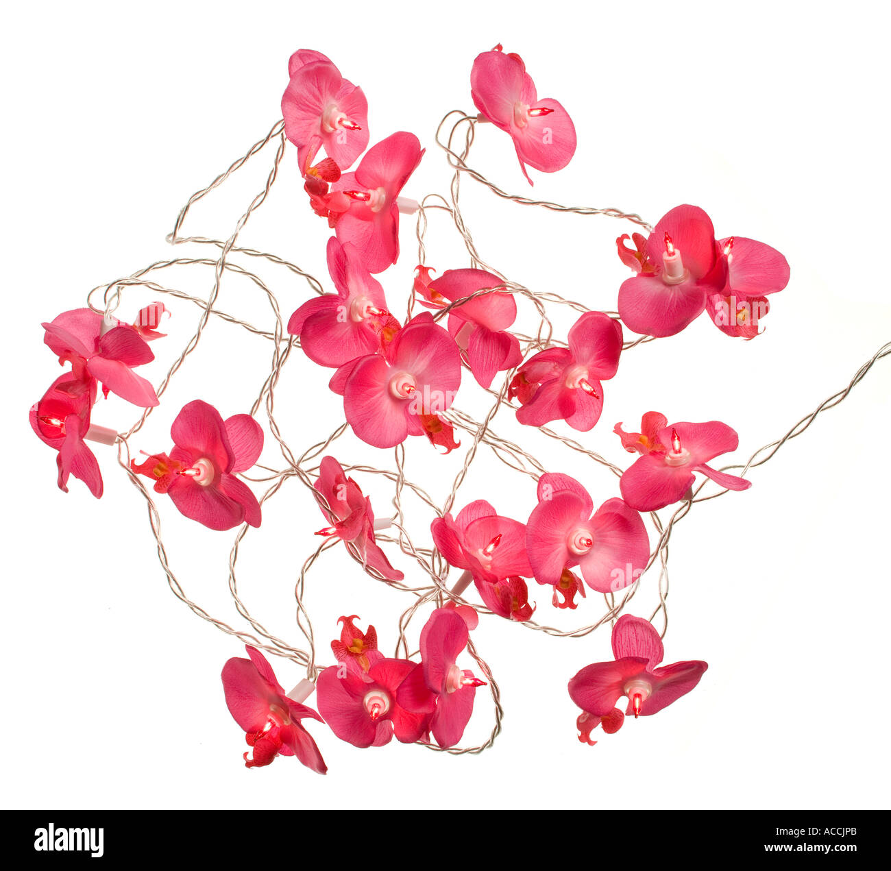 White rose lights Cut Out Stock Images & Pictures - Alamy