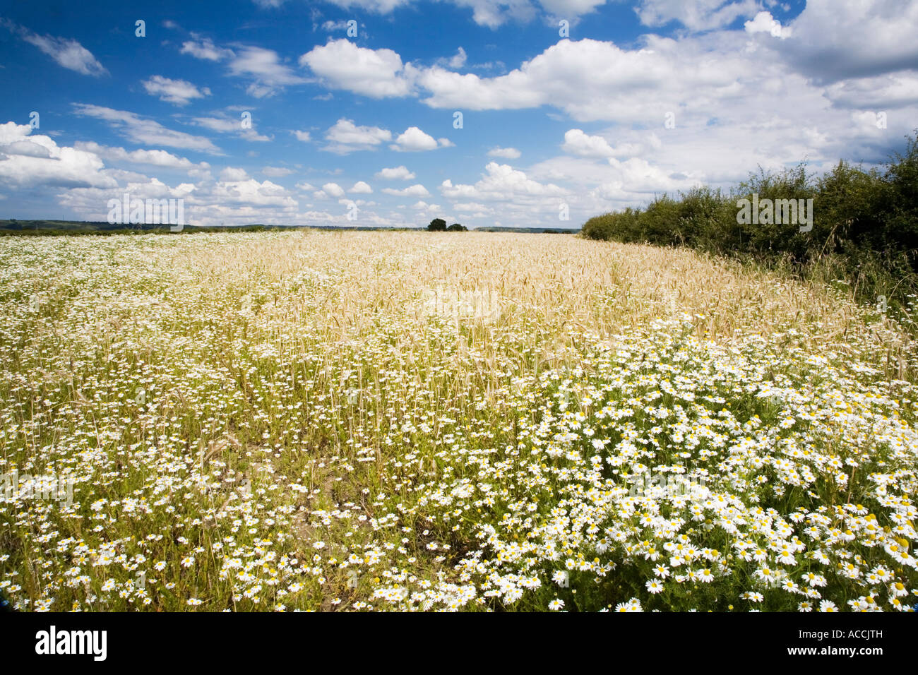 Summer flowers invade a field of barley near Wedmore in Somerset Stock ...