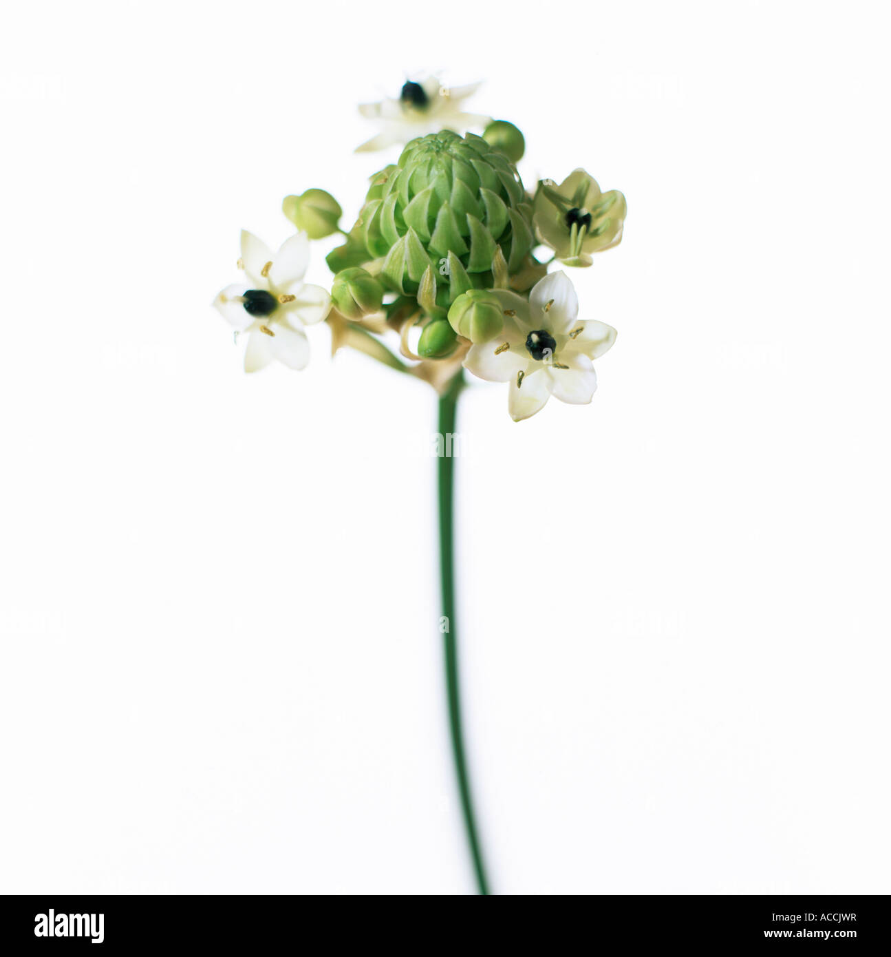 White flower against white background Stock Photo - Alamy