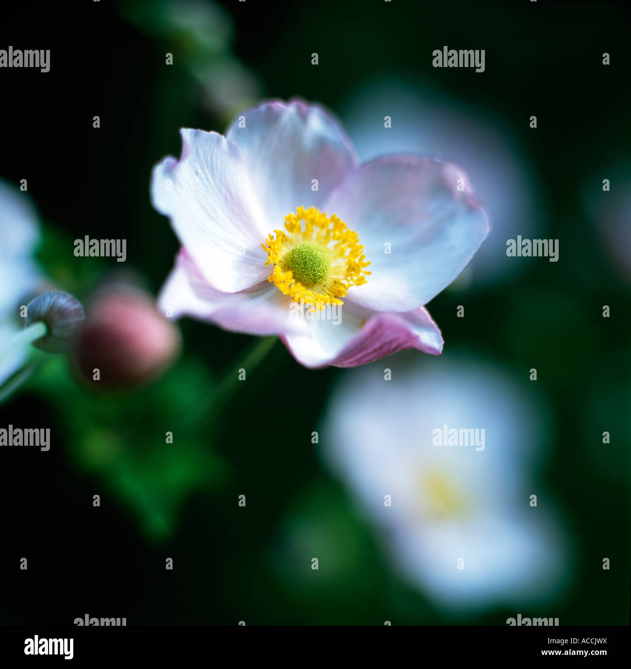 An anemone close-up Stock Photo - Alamy
