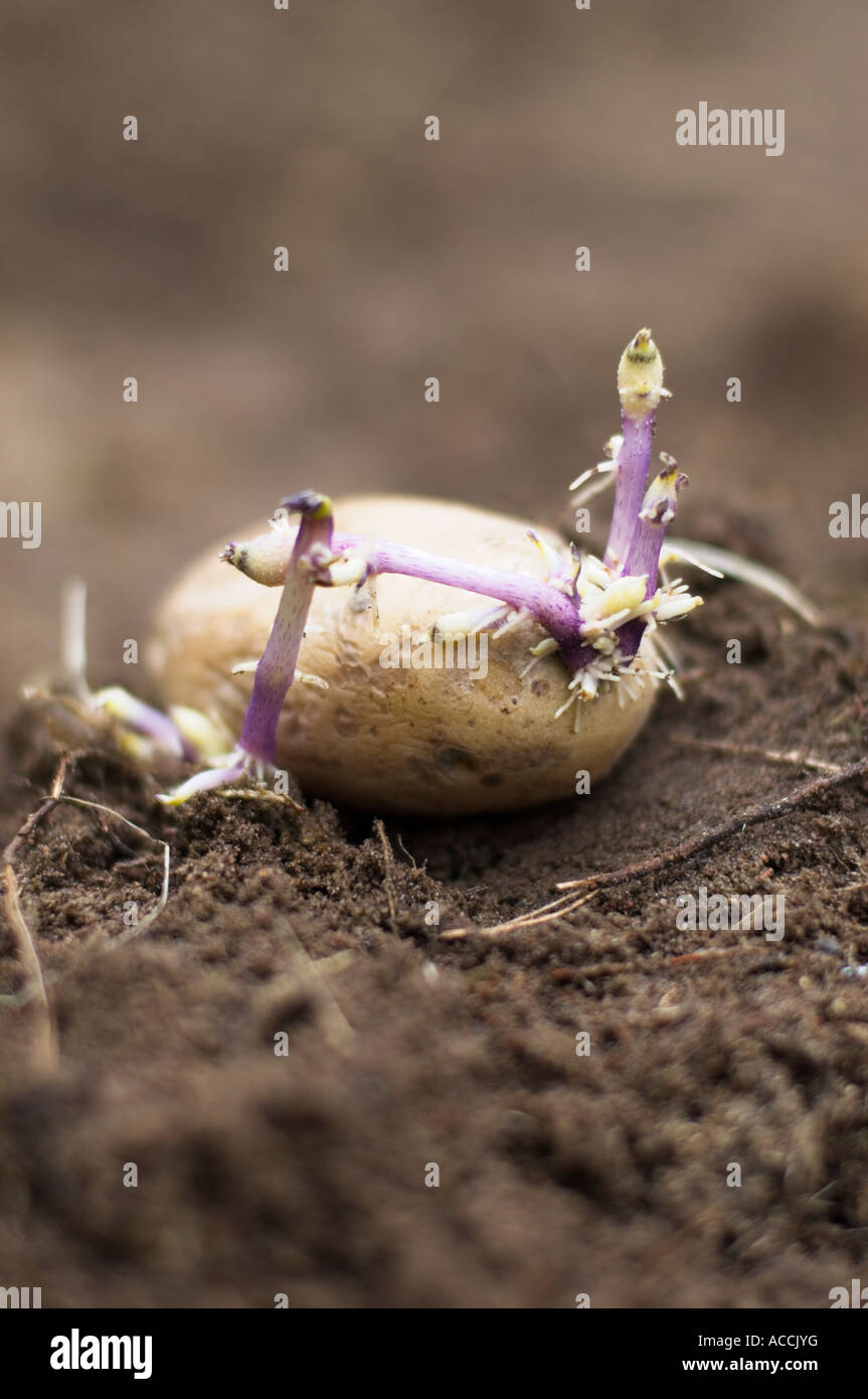 A potato with sprouts close-up Stock Photo - Alamy
