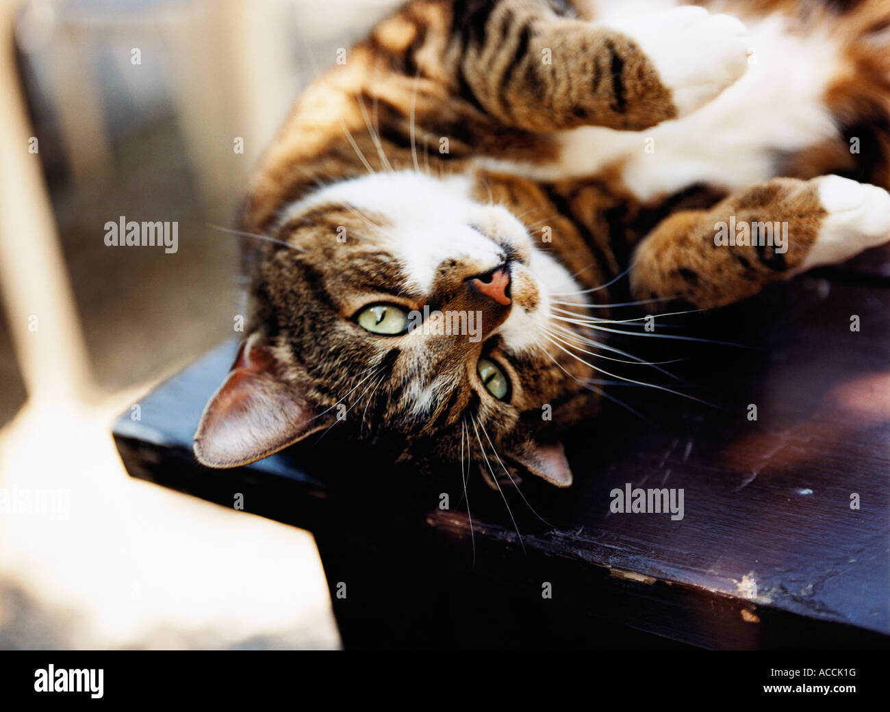 Cat lying on a table Stock Photo - Alamy