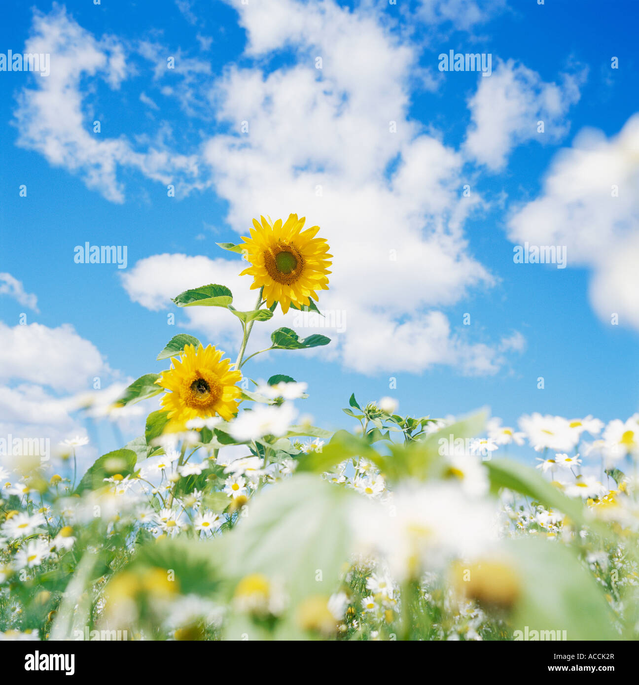 A meadow with daisies and two sunflowers from below Stock Photo - Alamy