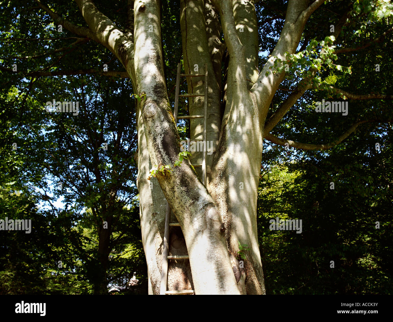 Ladder in a tree Stock Photo - Alamy