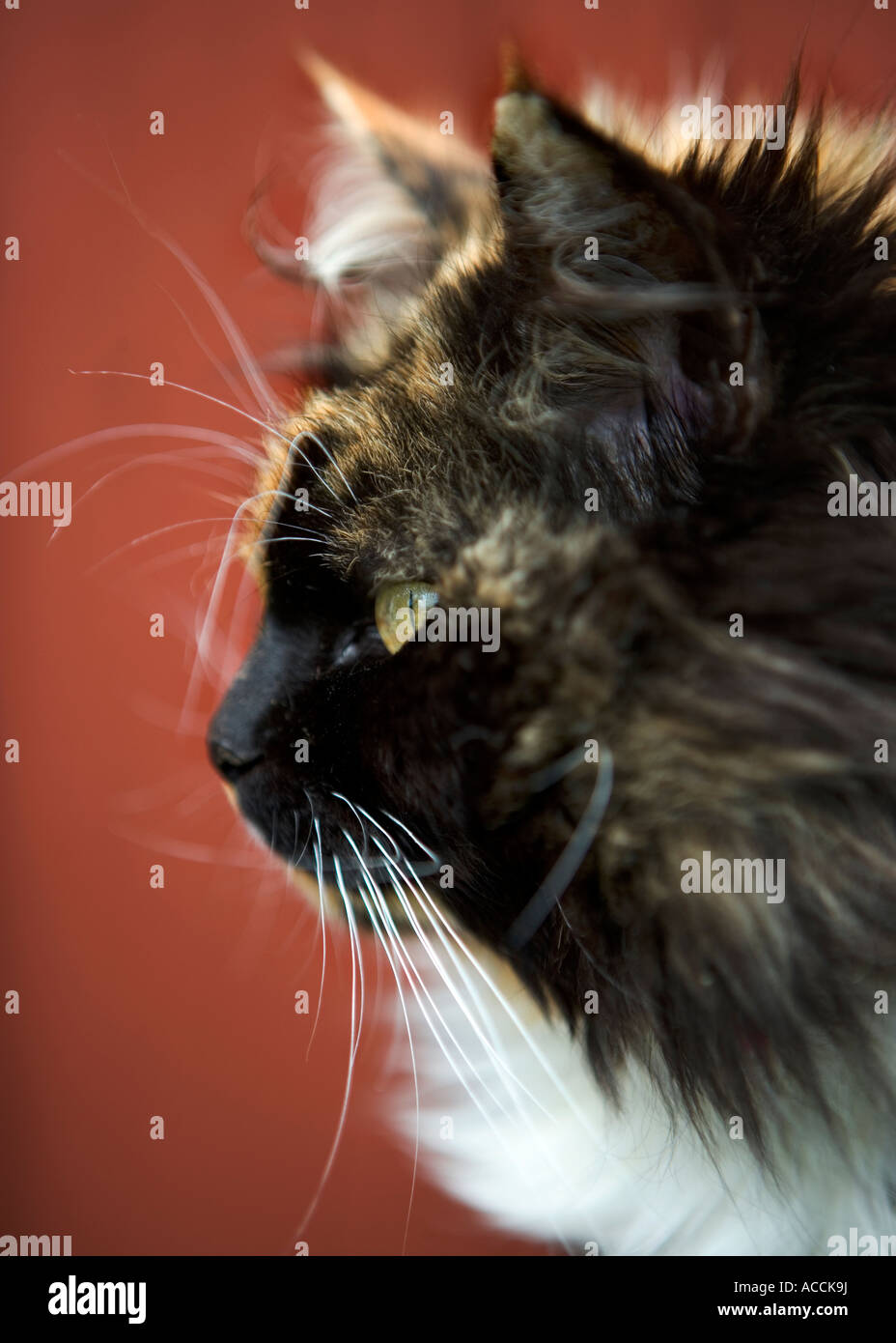 A cat in profile close-up Stock Photo - Alamy