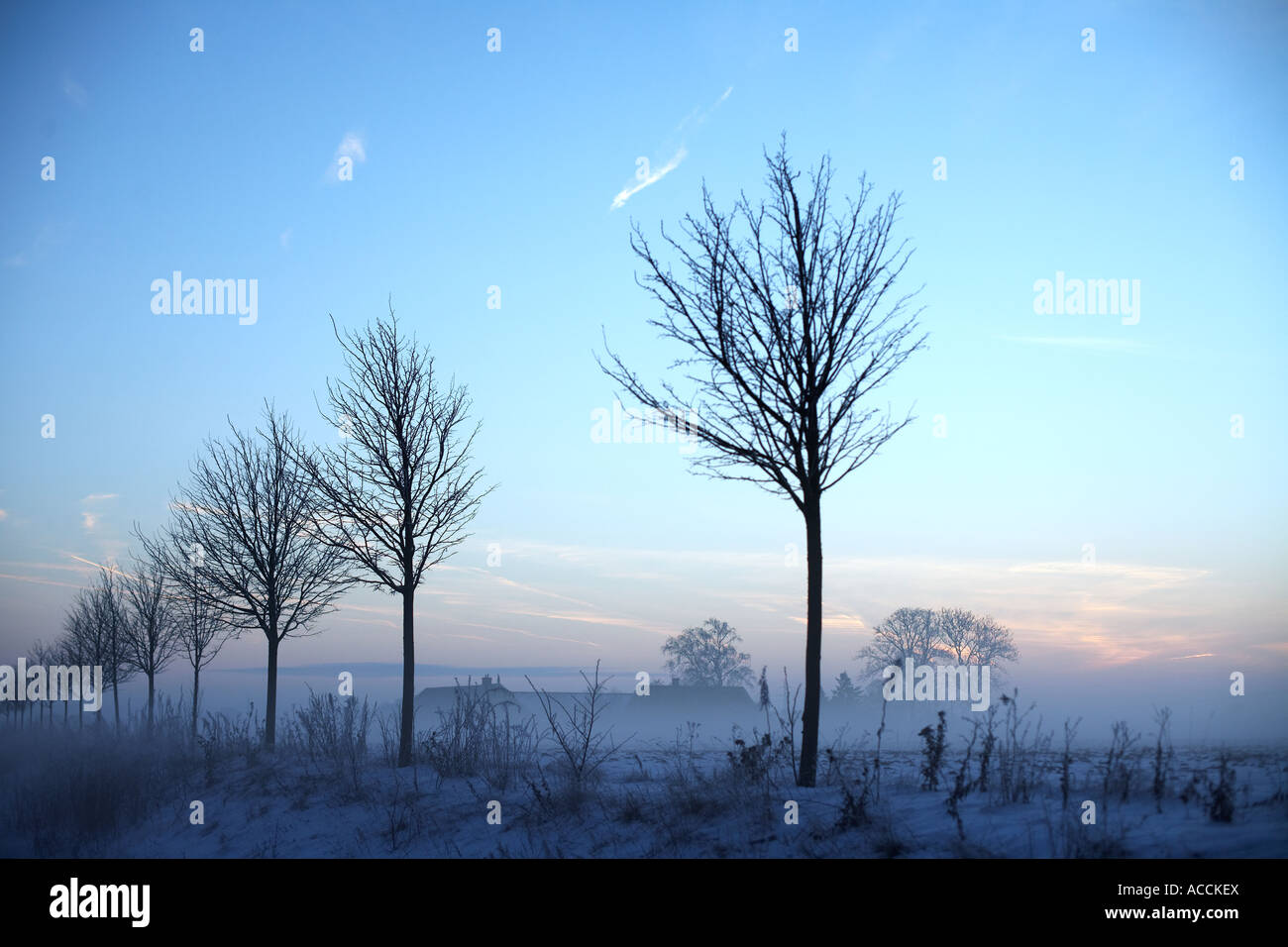 Trees in a hazy field Stock Photo - Alamy