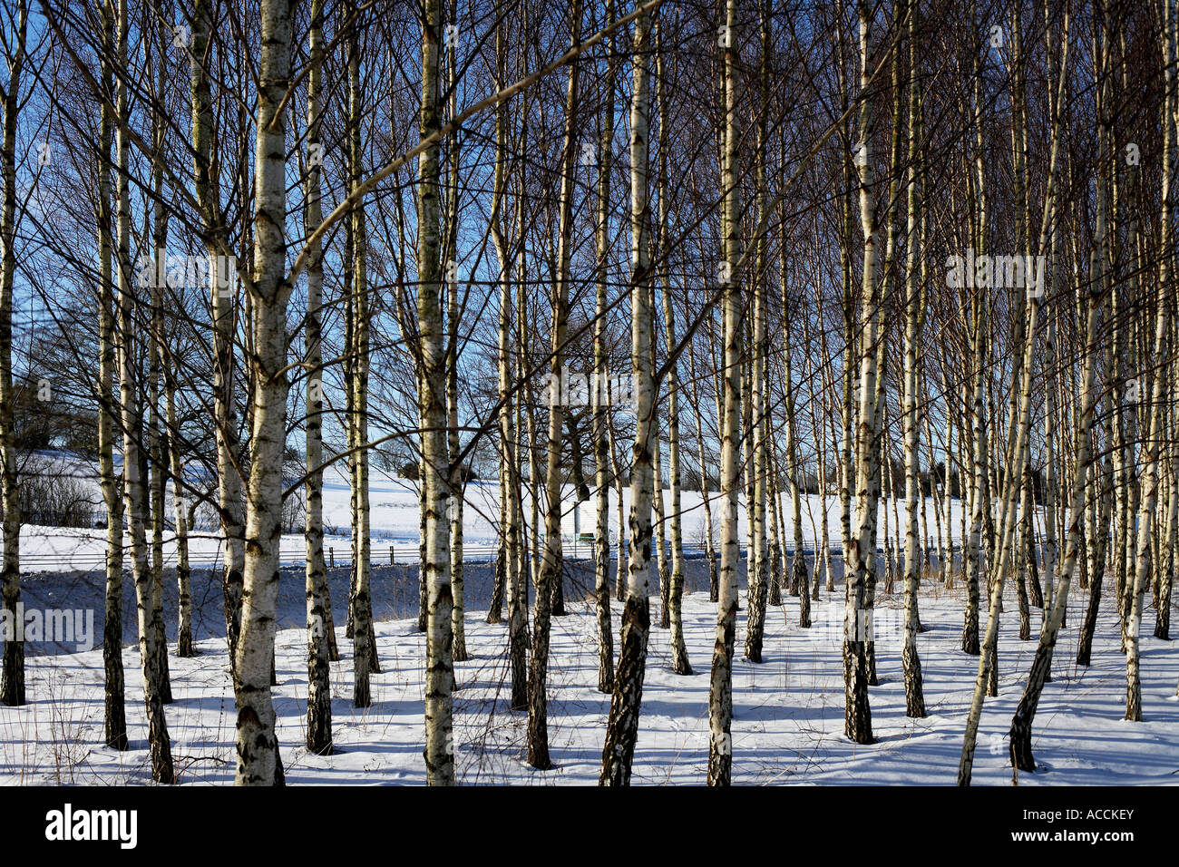 Tree trunks in a snowy forest Stock Photo - Alamy