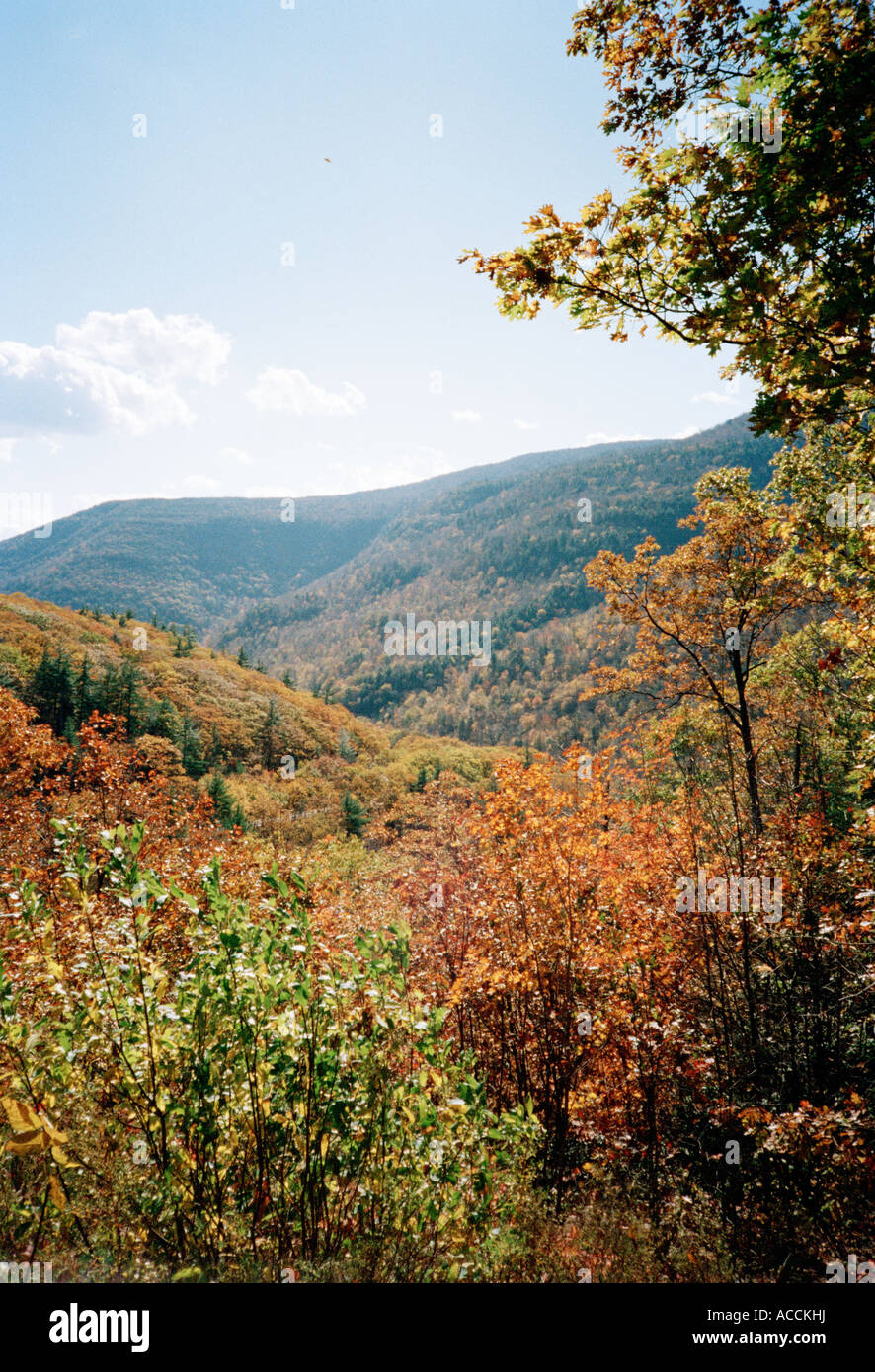Autumn coloured forest in a mountain landscape Stock Photo - Alamy