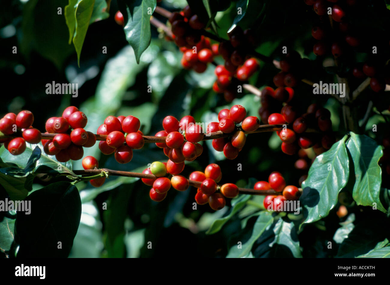 Coffee cherries ready for harvesting, Ethiopia Stock Photo - Alamy