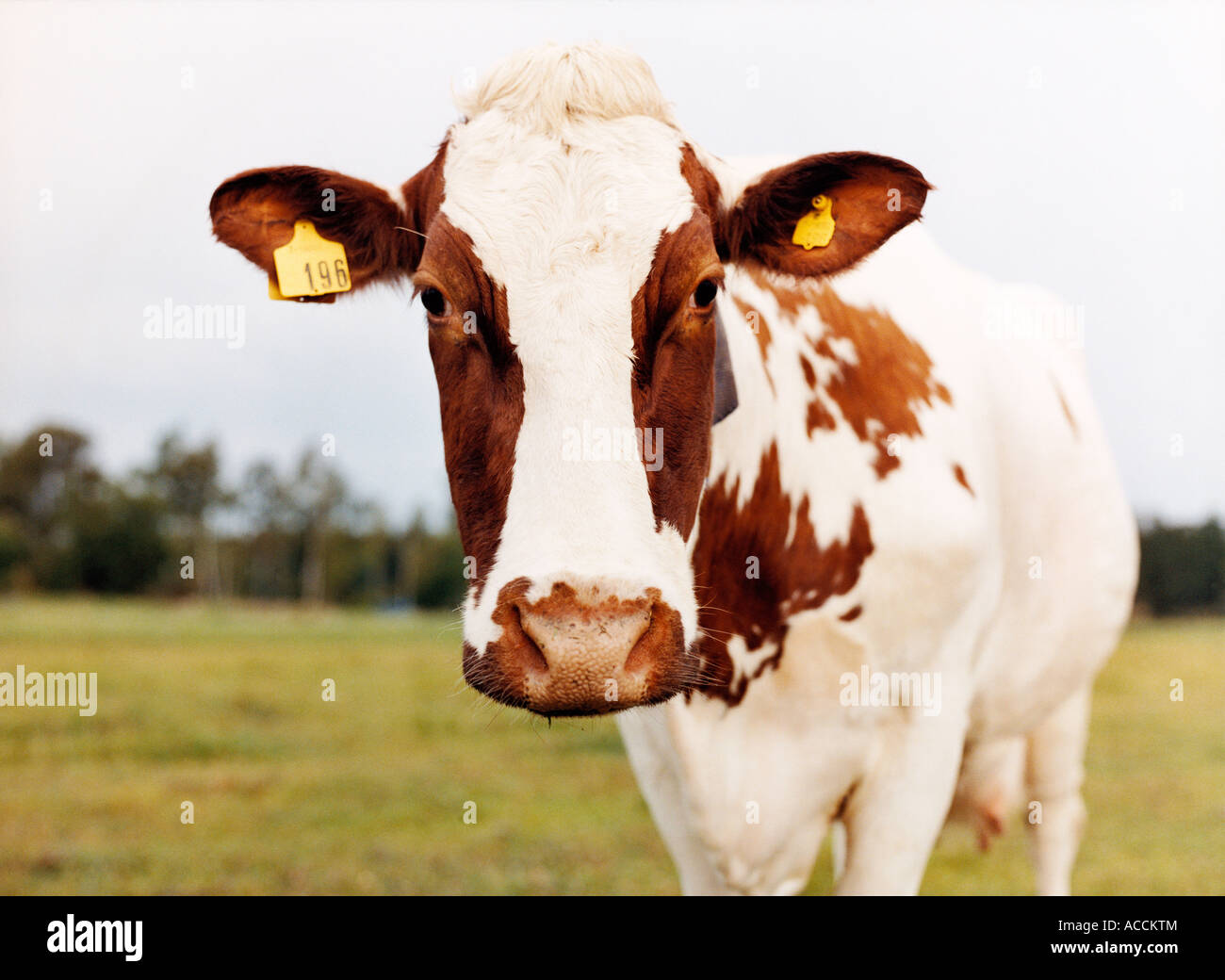 A cow with earmarked ears Stock Photo - Alamy