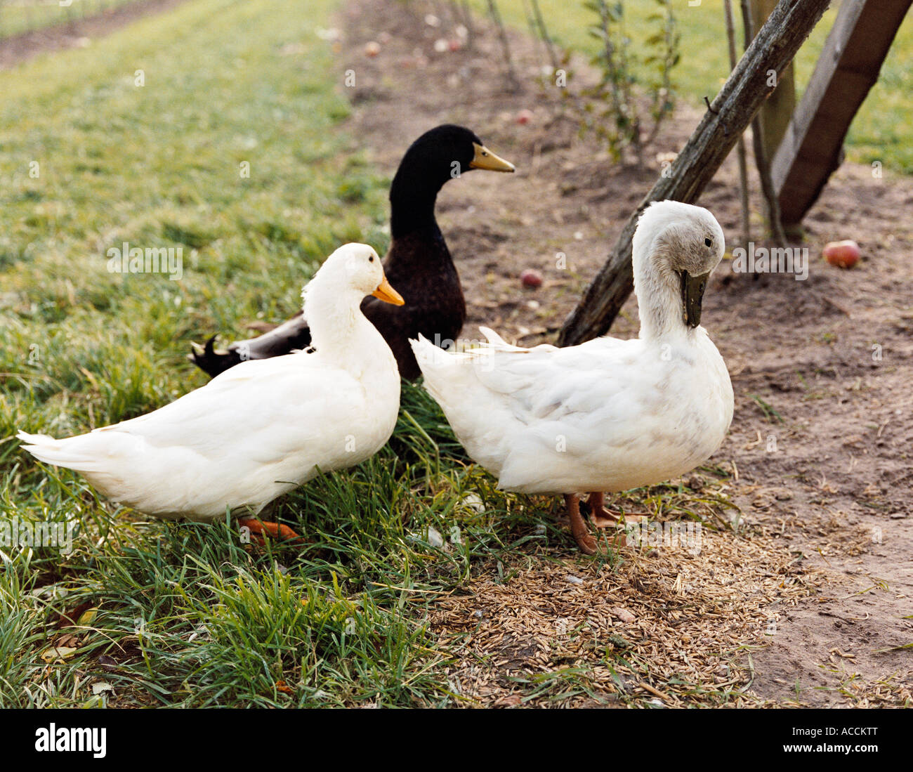 Three ducks outdoors Stock Photo - Alamy
