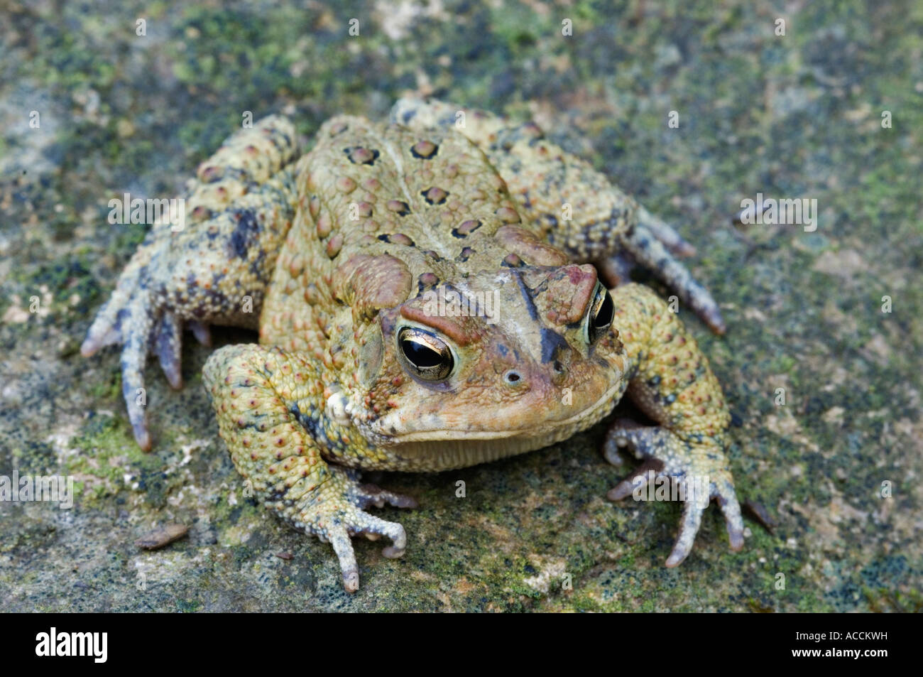 American Toad Sitting on Wet Moss and Lichen Covered Rock Southern ...