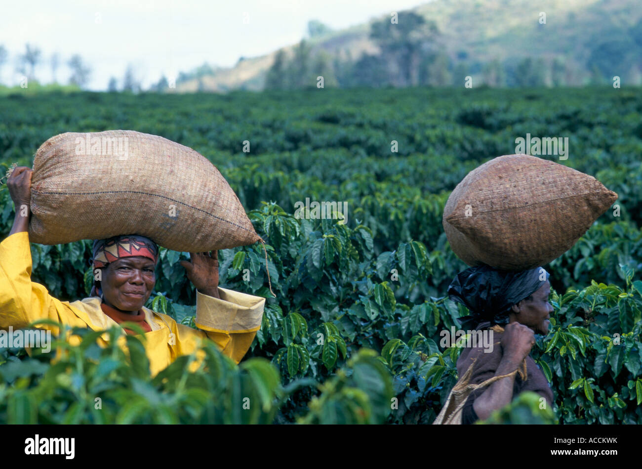 Coffee Pickers High Resolution Stock Photography and Images - Alamy