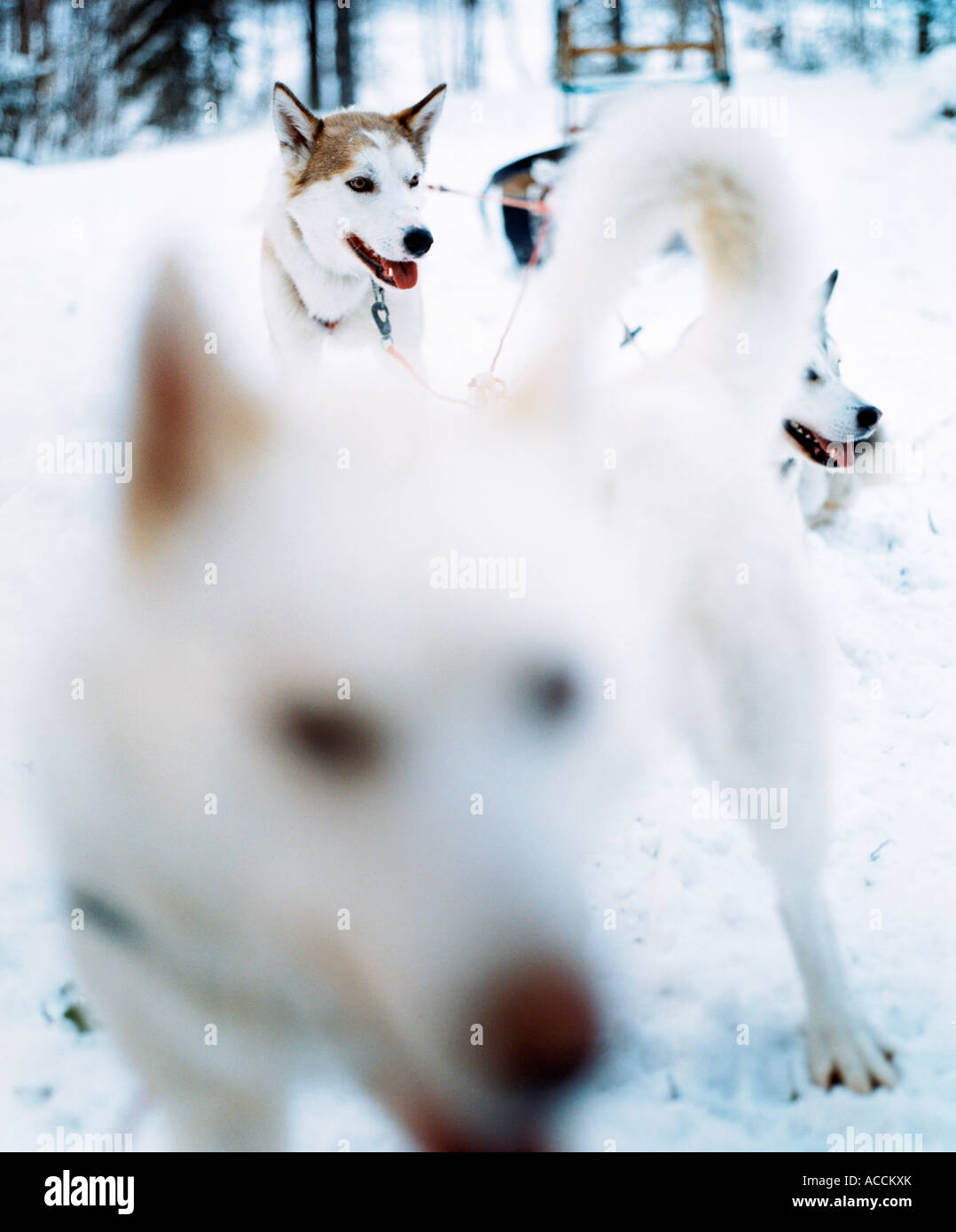 A dog sledge in the snow Stock Photo - Alamy