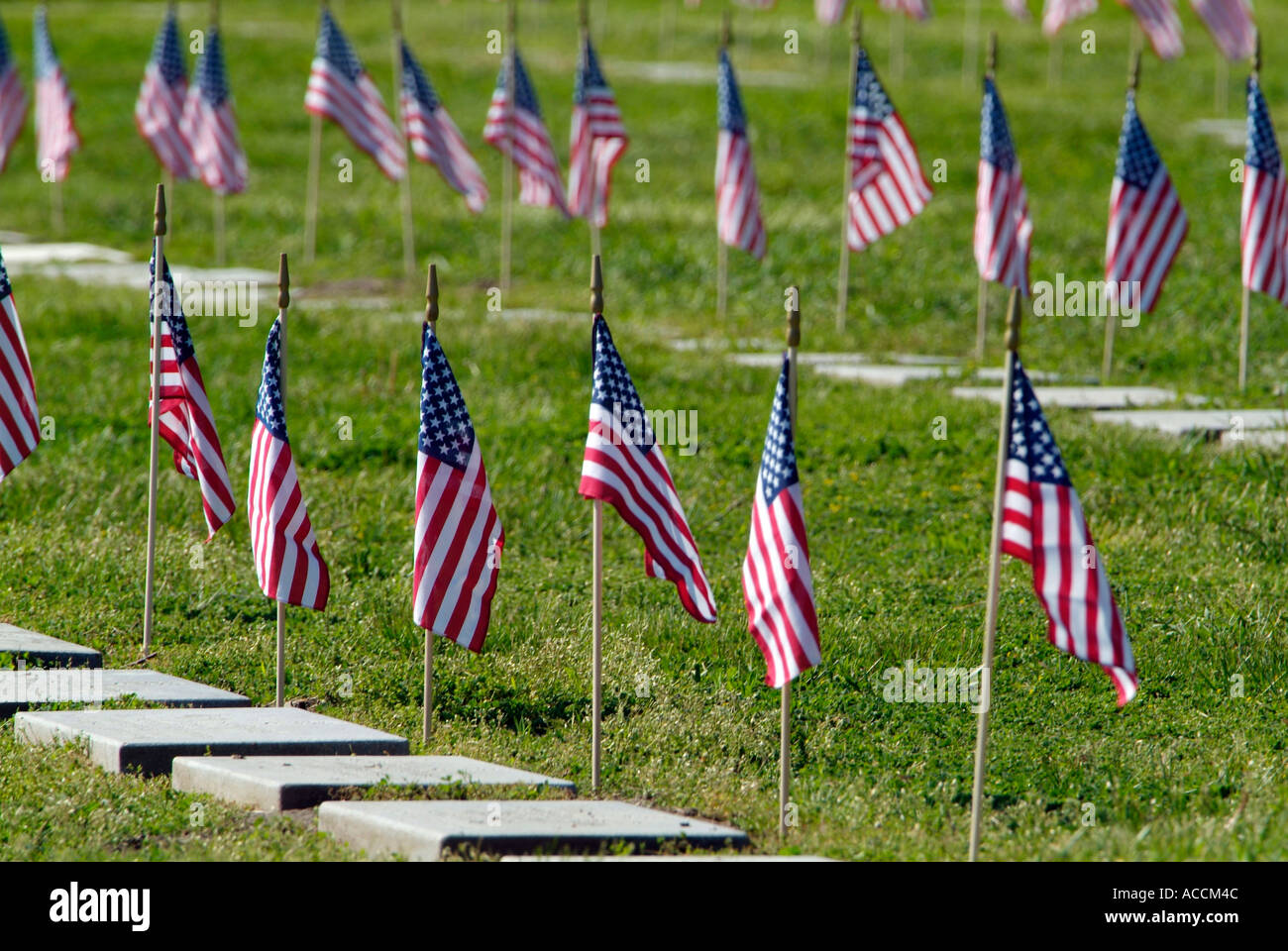 American flags on grave sites of veterans on Memorial Day Stock Photo ...
