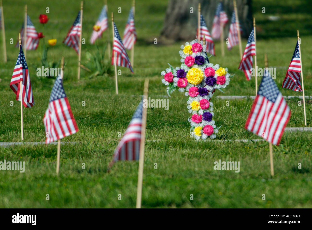 American flags on grave sites of veterans on Memorial Day Stock Photo ...