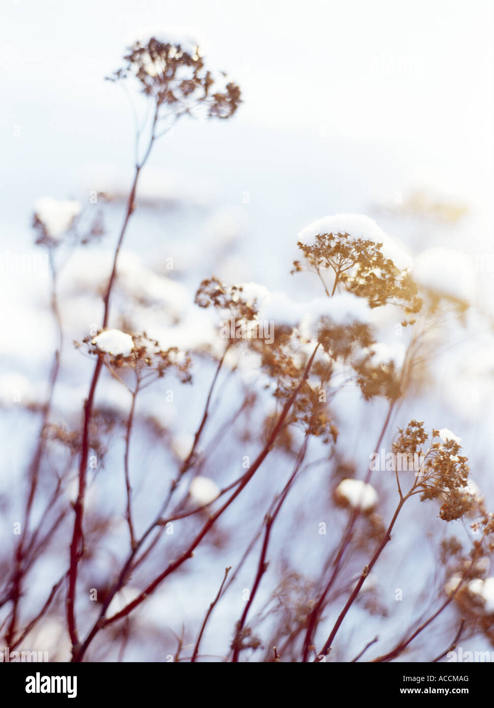 Cow-Parsley covered in snow Stock Photo - Alamy