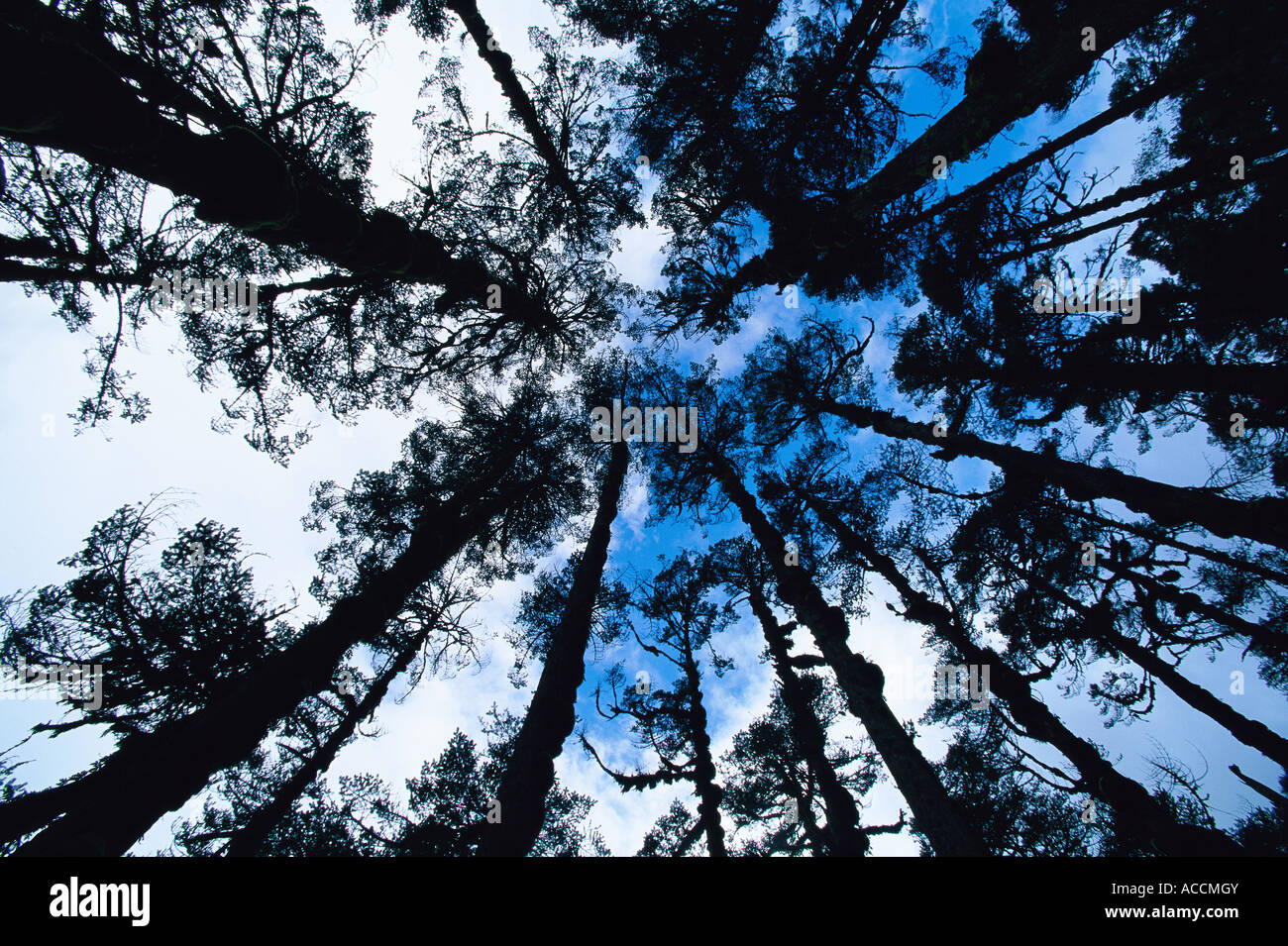 Coniferous trees photographed from below Stock Photo - Alamy