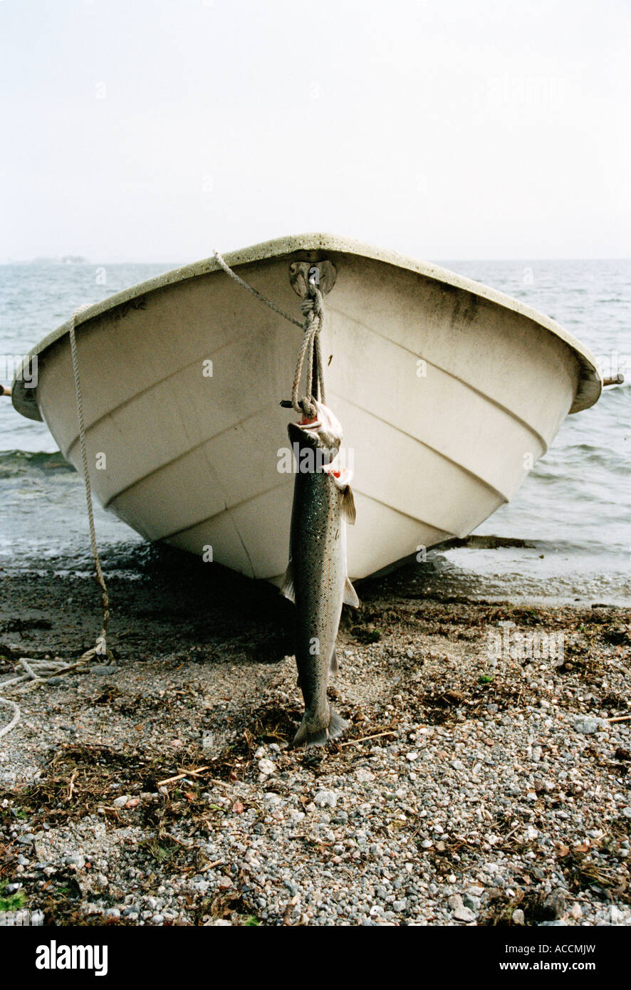 A caught trout hanging on a boat Stock Photo - Alamy