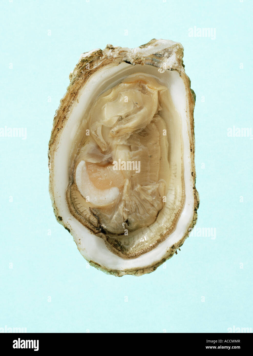 An oyster photographed from above Stock Photo - Alamy