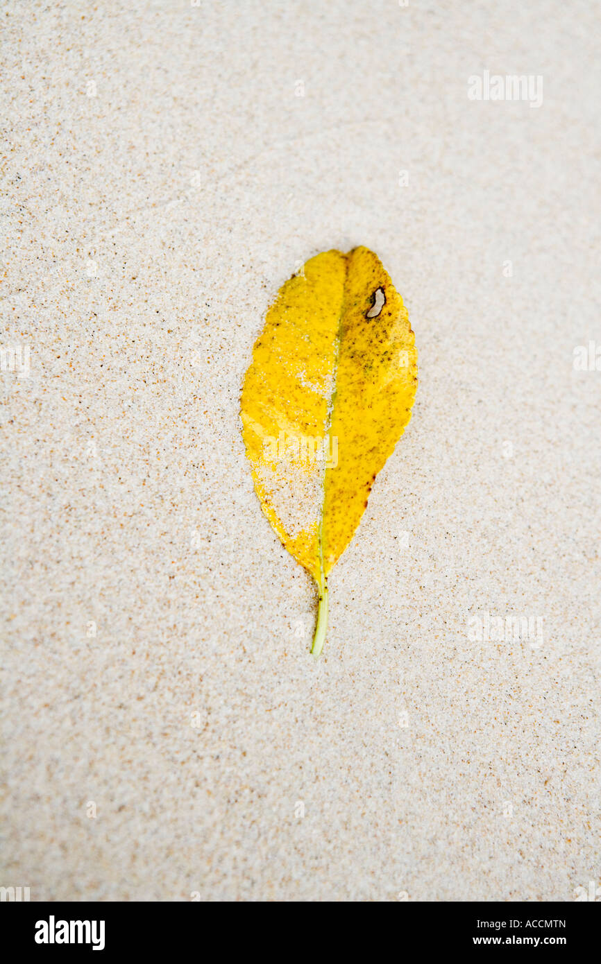 A yellow autumn leaf in sand Stock Photo - Alamy