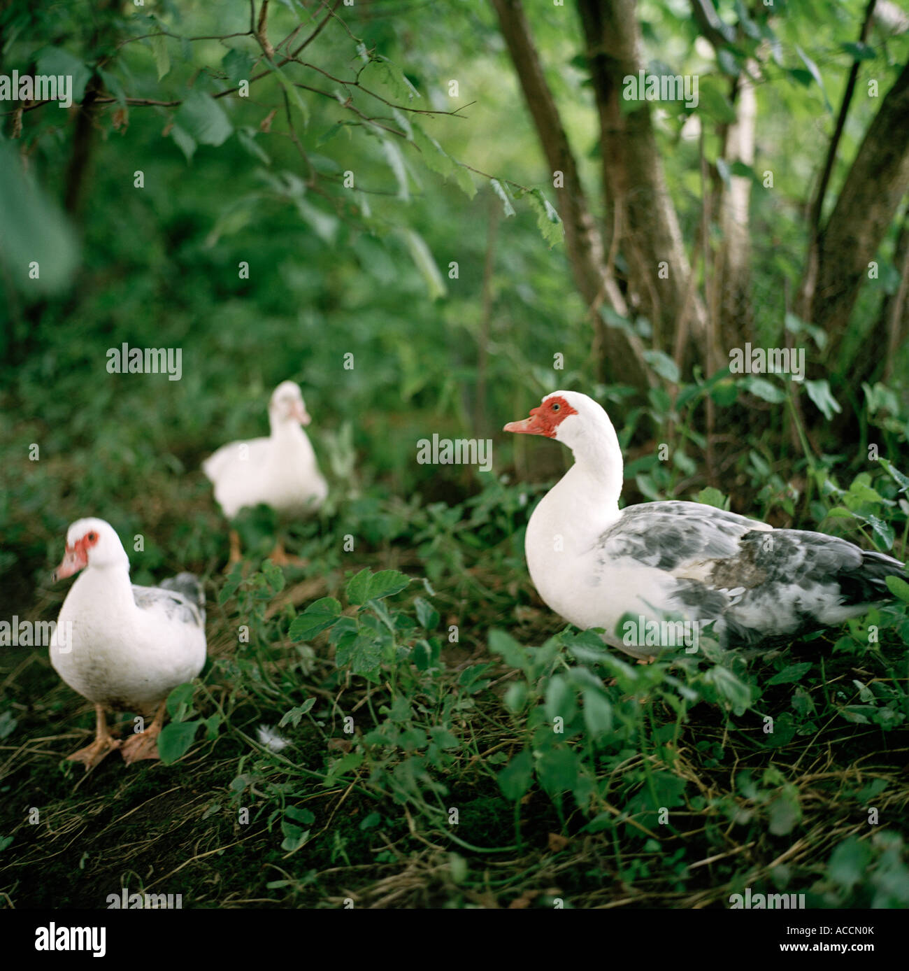 Three ducks outdoors Stock Photo - Alamy