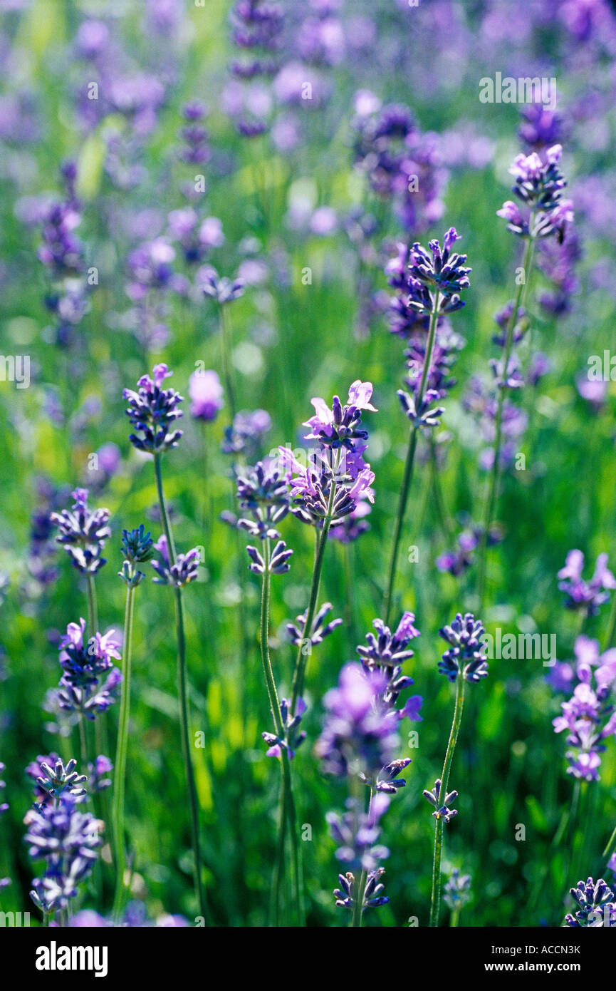 Lavender in a meadow Stock Photo - Alamy