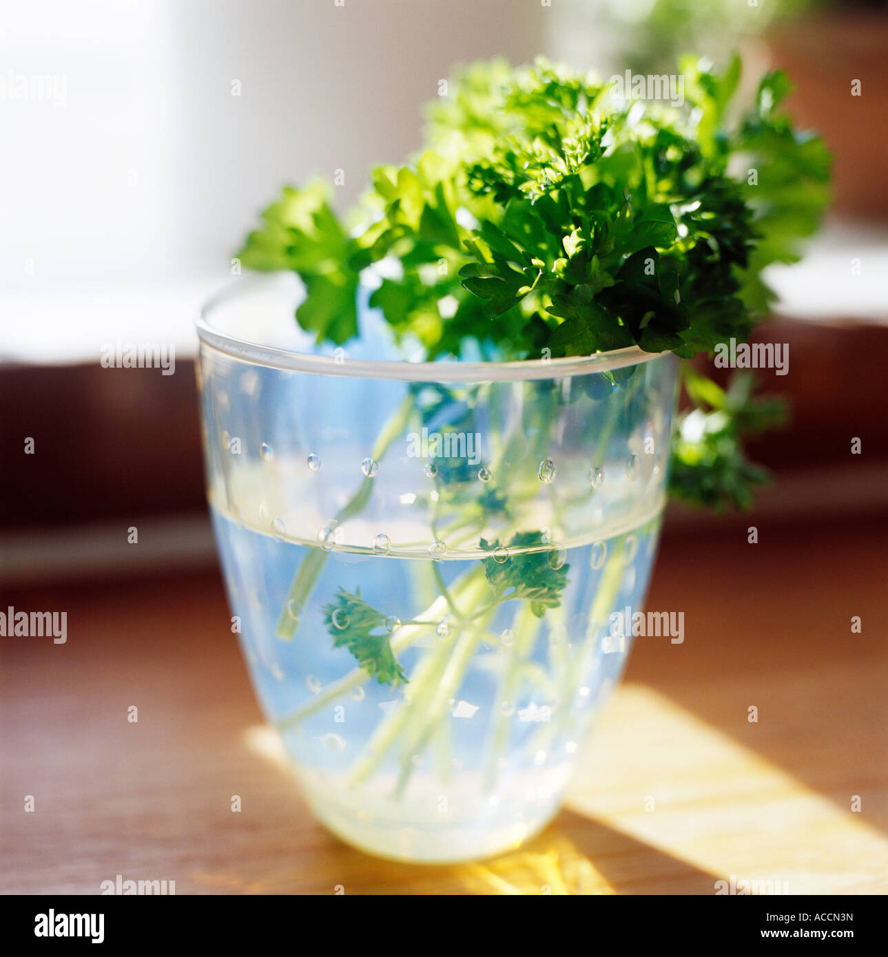 Parsley in a bowl with water Stock Photo - Alamy