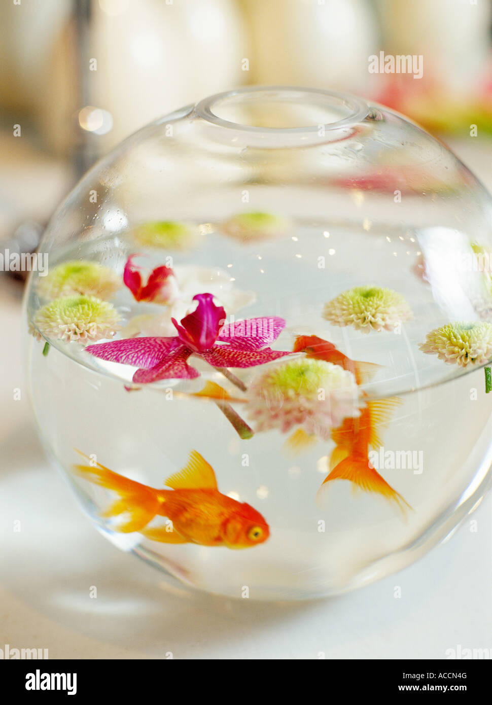 Two aquarium fishes in a bowl Stock Photo - Alamy