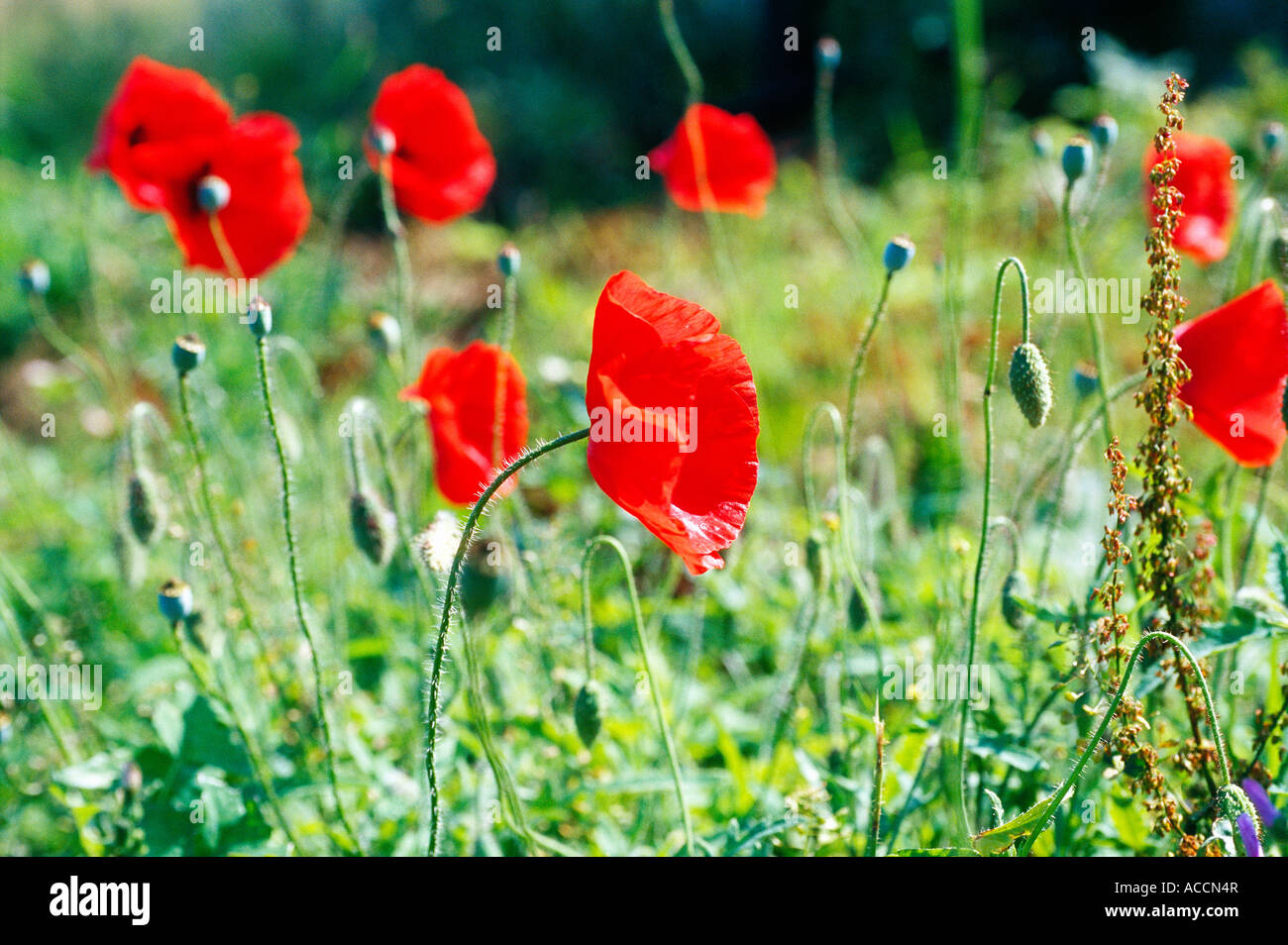 Poppies on summer meadow hi-res stock photography and images - Alamy