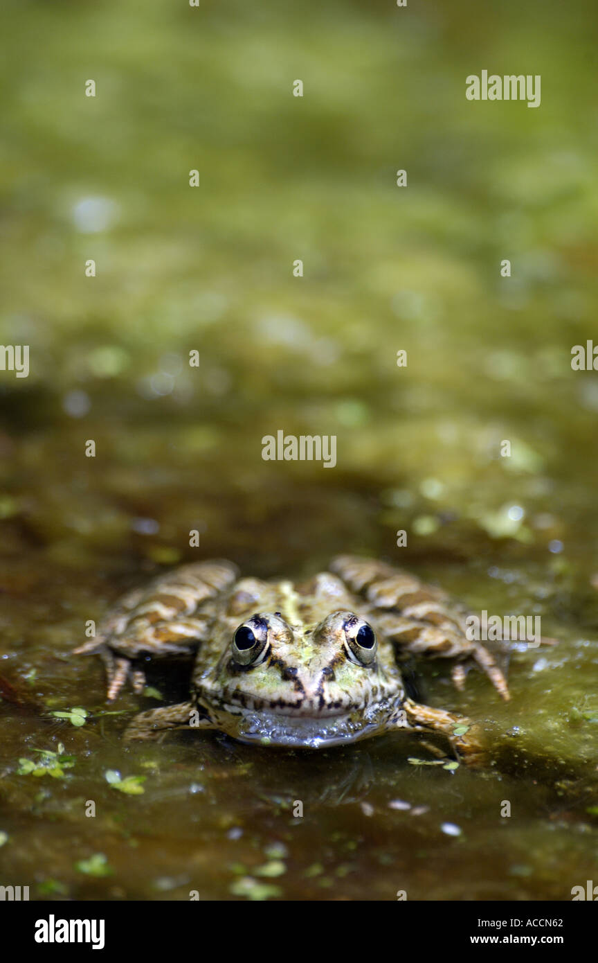 Frog emerging from pond Stock Photo - Alamy