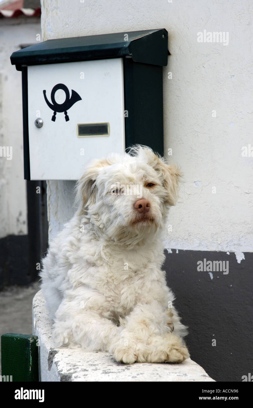 Azorean dog hi-res stock photography and images - Alamy