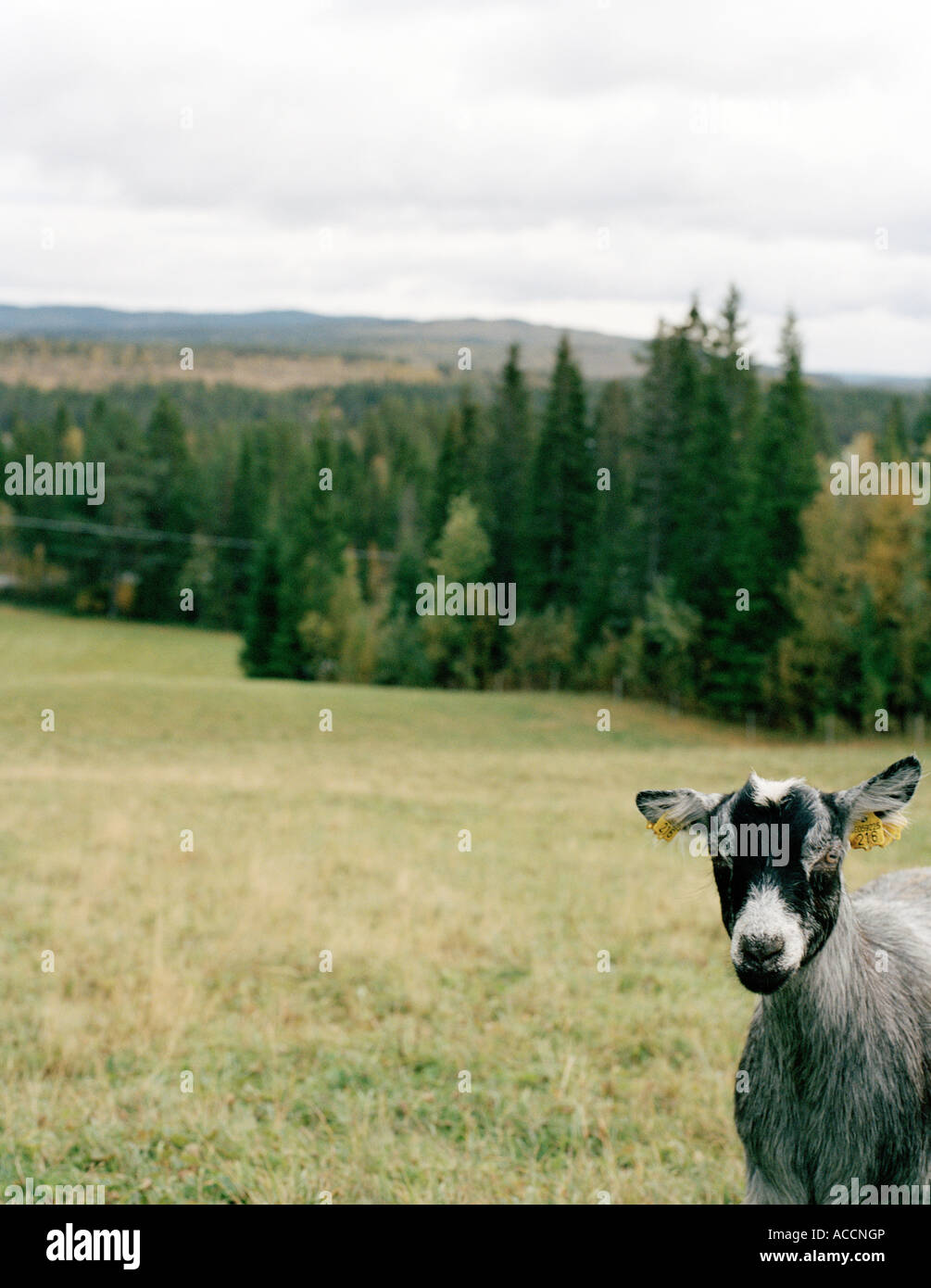 A goat in Jamtland Sweden Stock Photo - Alamy